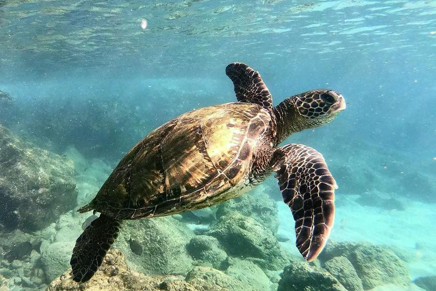 IMPACT by Miral announces four conservation priorities for 2026