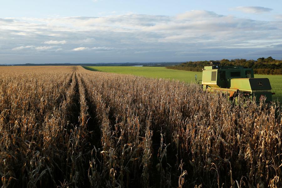 Will USDA data dump spoil the bullish party for corn? - Braun
