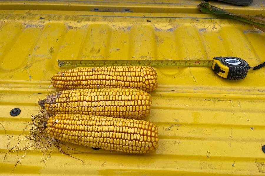 Funds push bullish CBOT corn bets to highest since April 2022: Braun