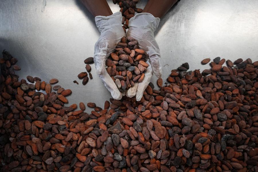 Ivory Coast cocoa grind plunges 31% in July on poor bean quality