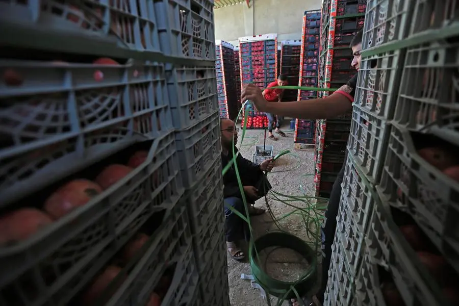 Egypt exports 210,000 tonnes of food, agricultural products in one week