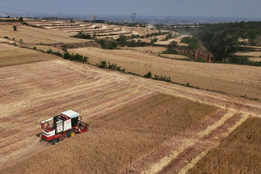 Beijing pushes rapid introduction of new soybean, corn, and wheat varieties