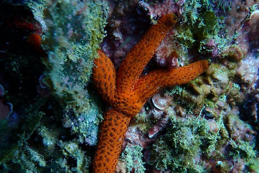 Ocean Ecostructures joins KAUST ScaleX to bring its marine ...