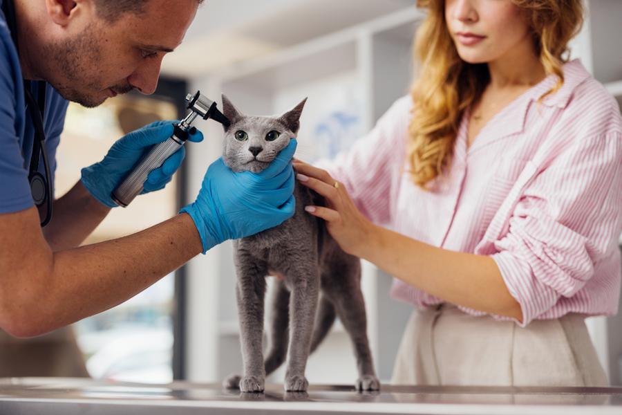 Bahrain: Resumption of government veterinary services proposed