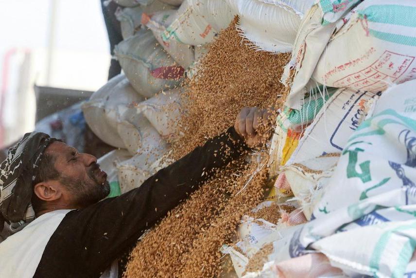 Egypt's wheat procurement surpasses 4.3mln tons