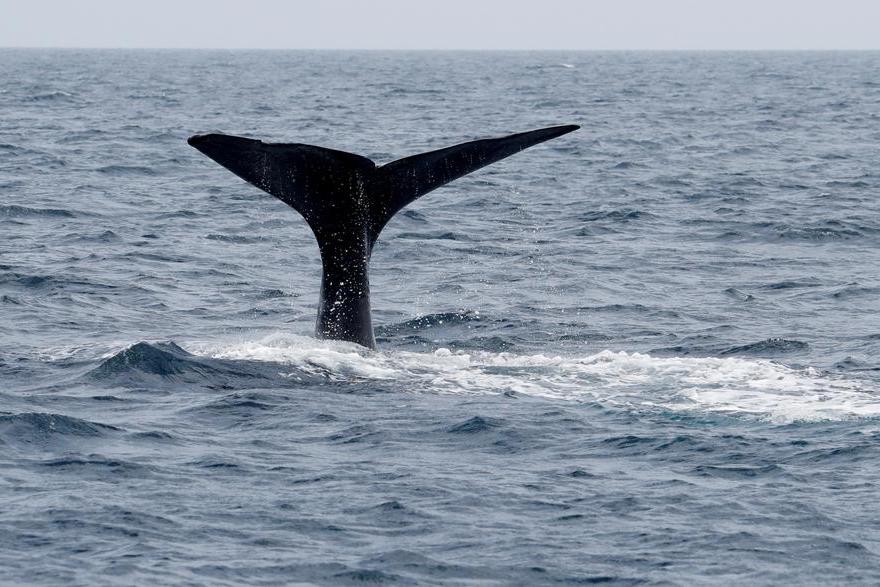 Nations secure U.N. global high seas biodiversity pact