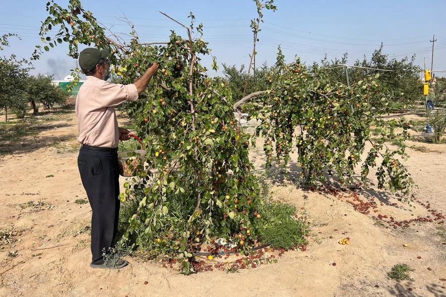 In Iraq, water crisis leaves farmers clinging to sidr trees