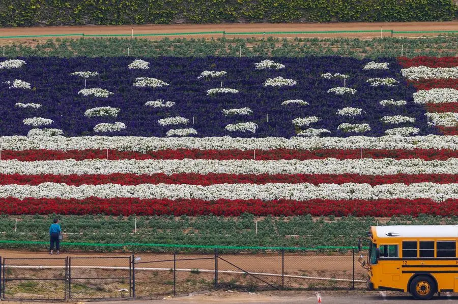 Lompoc Flower Fields American Flag | Best Flower Site