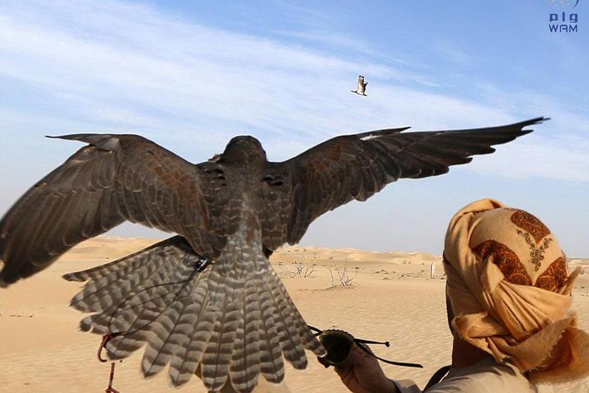 Sheikh Zayed Falcon Release Programme continues for 29th year