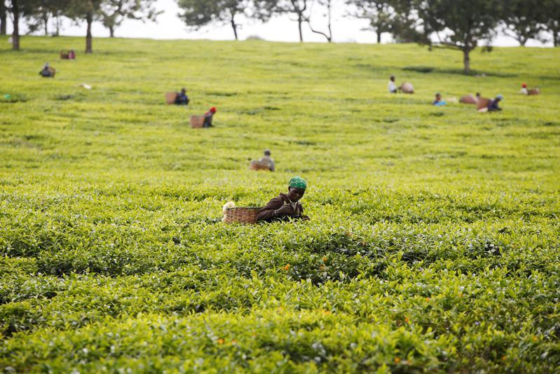 Bangladesh tea workers struggle as heat and drought scorch fields