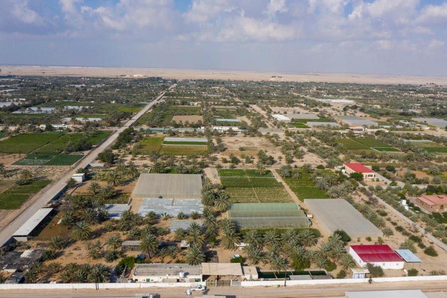 Al Dahra Agriculture, Elite Agro Holding join ADAFSA' s Fodder Market