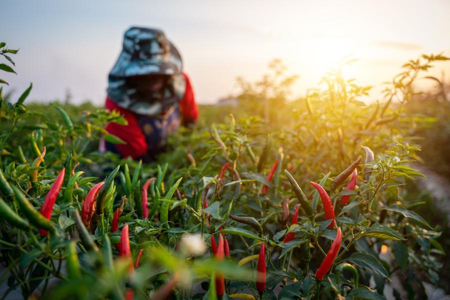 UAE to grow world's most expensive spice in the largest saffron ...
