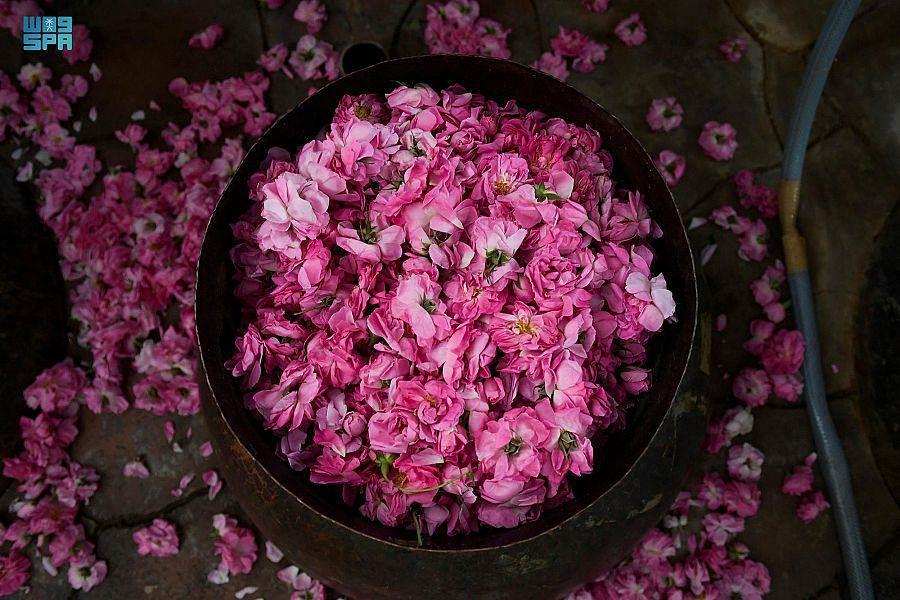 Saudi: Investment in Taif roses amounts to $17mln in Saudi Market