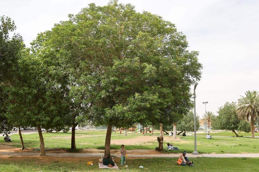 Riyadh inaugurates 20 new parks covering 181,000 sq m area