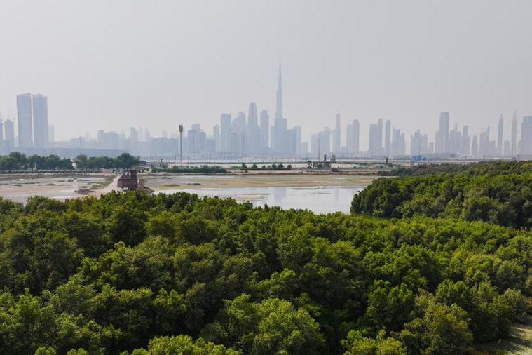 Dubai Municipality achieves a new record in tree planting in Dubai ...
