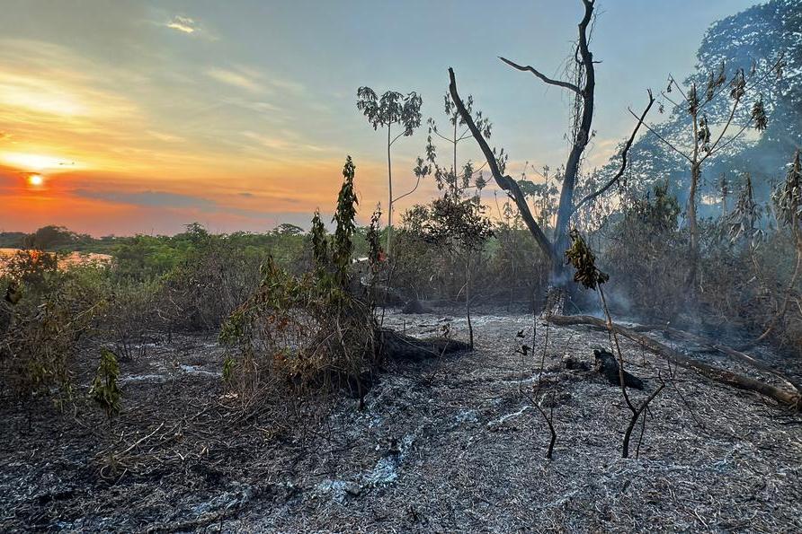 Despite gains in Brazil, forest destruction still 'stubbornly' high: report