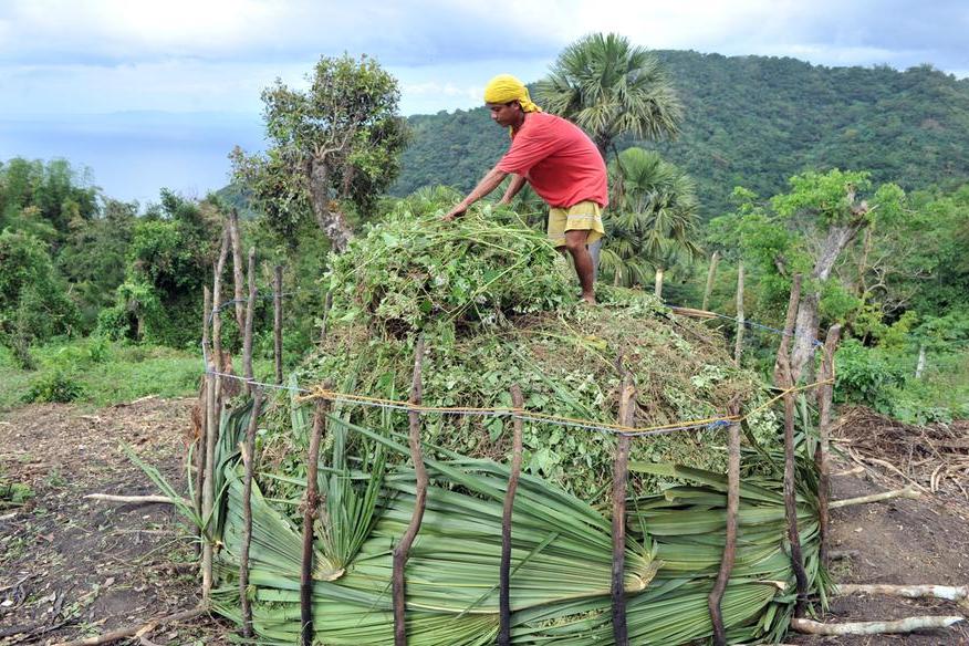 La Union farmers shift to drought-resistant crops to curb El Niño ...