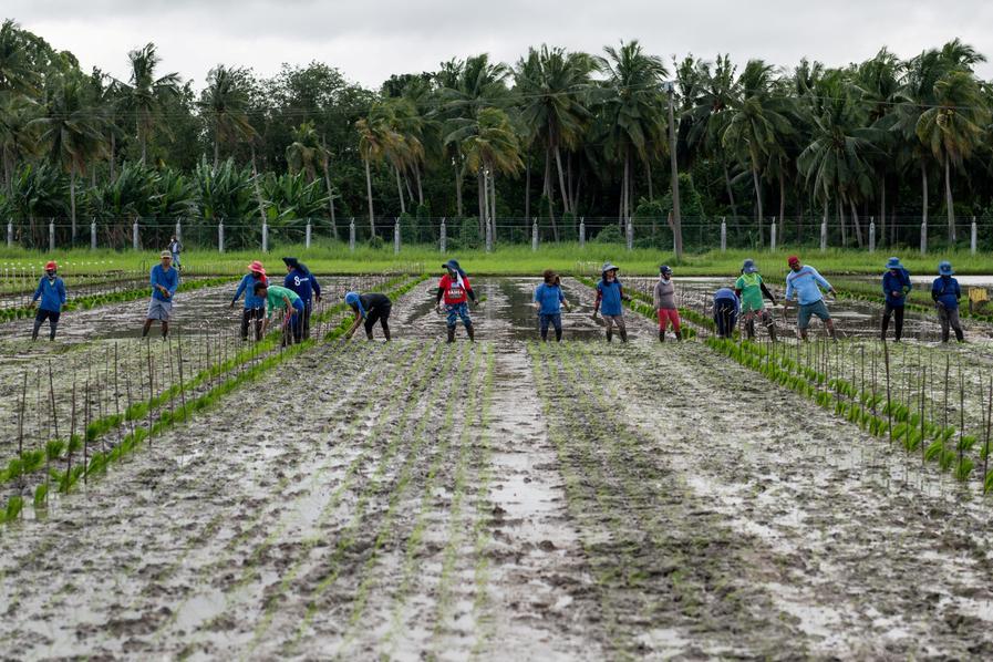 Philippines extends tariff cuts on imported rice, other food items to ...