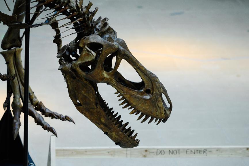Europe's largest dinosaur skeleton found in man's backyard