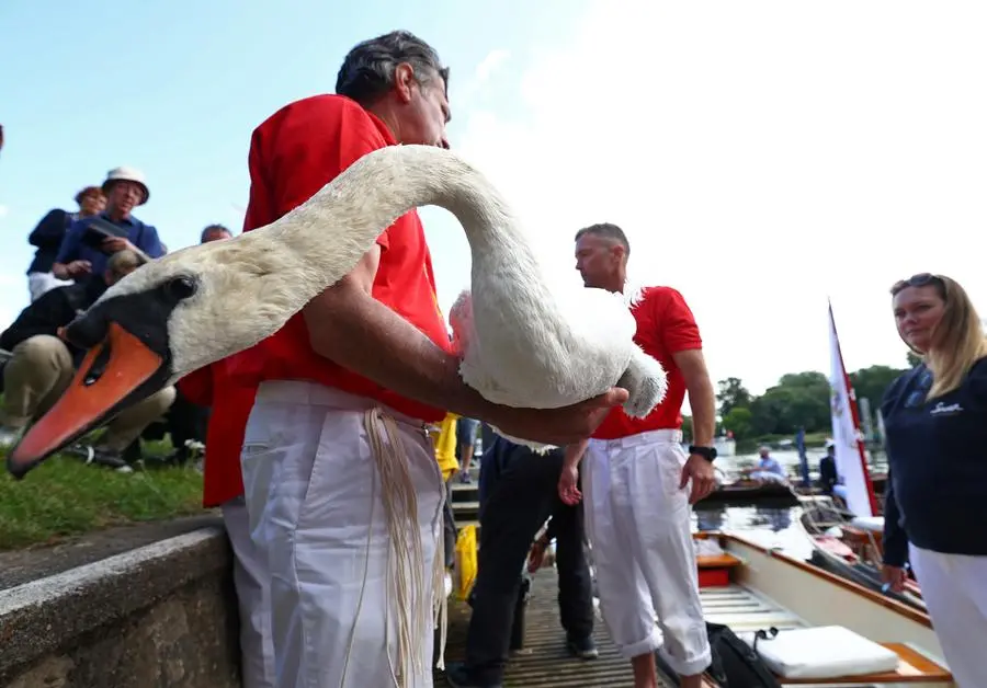 Counting of the swans