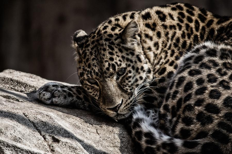 Oman, Saudi collaborate to save critically endangered Arabian leopard