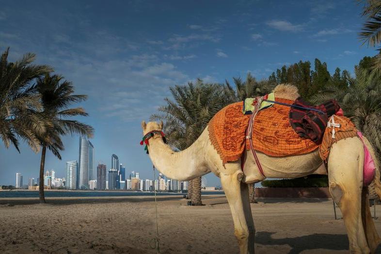 Emirati Vibes: How camel's hair and palm tree fronds were once a source ...