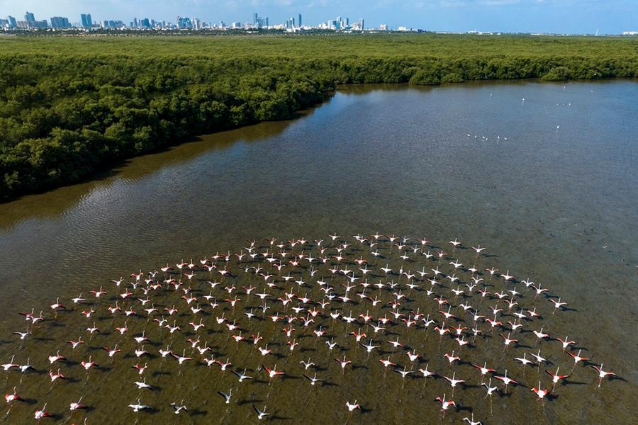 Al Zorah City pledges to expand its Natural Mangrove Reserve in Ajman