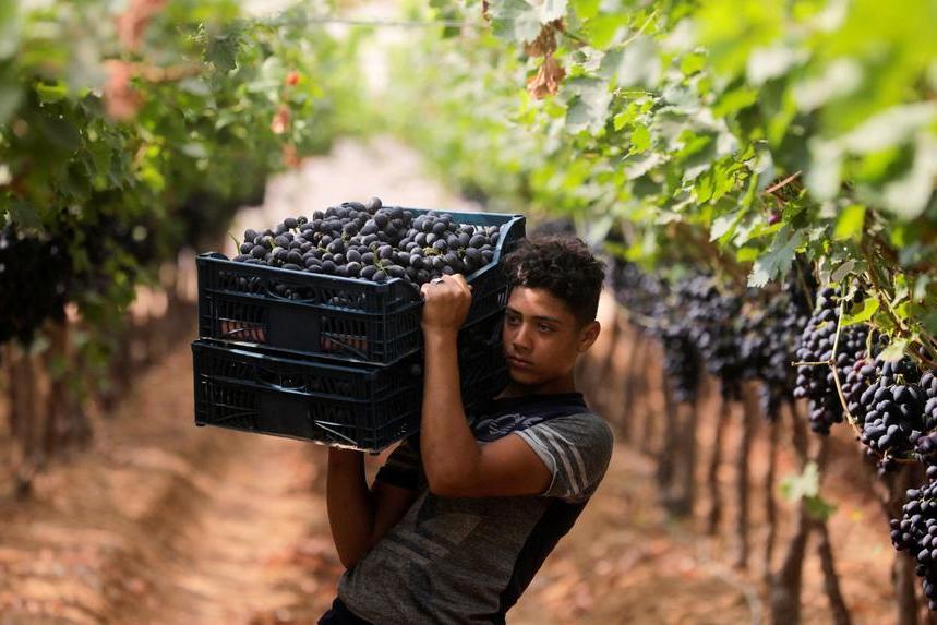 Egypt, Lebanon explore deeper agricultural cooperation
