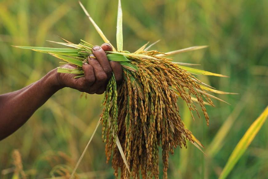 US farm technology can help our rice production: Philippines