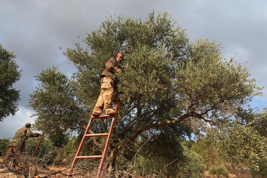 Jordan's mission to save its ancient olive trees