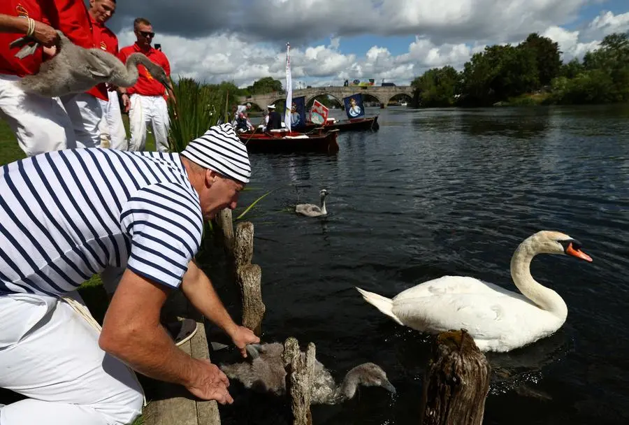 Counting of the swans