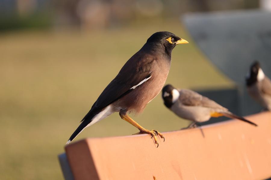 Number of invasive Myna birds declines: Qatar's MoECC survey