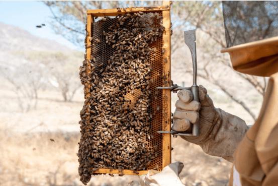 Fujairah Research Centre showcases the groundbreaking potential of bees ...