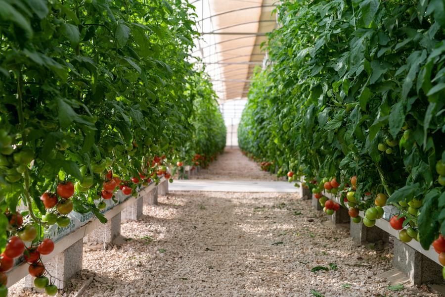 Agrico opens urban farm at Qatar Foundation's Green Island