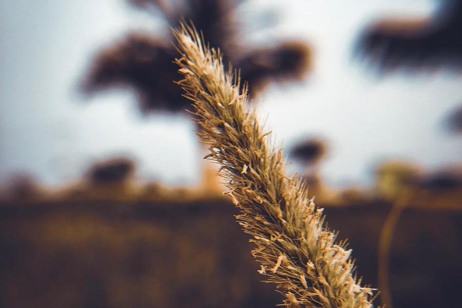 SALIC supplies 30% of the Saudi's wheat needs in 2022