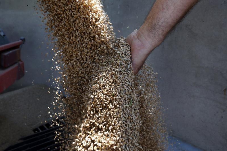 Saudi Arabia buys 794,000 metric tonnes of wheat in tender
