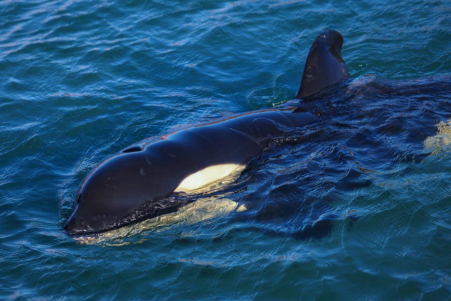 Saudi: NCW warns not to approach orca whale as it was spotted in ...
