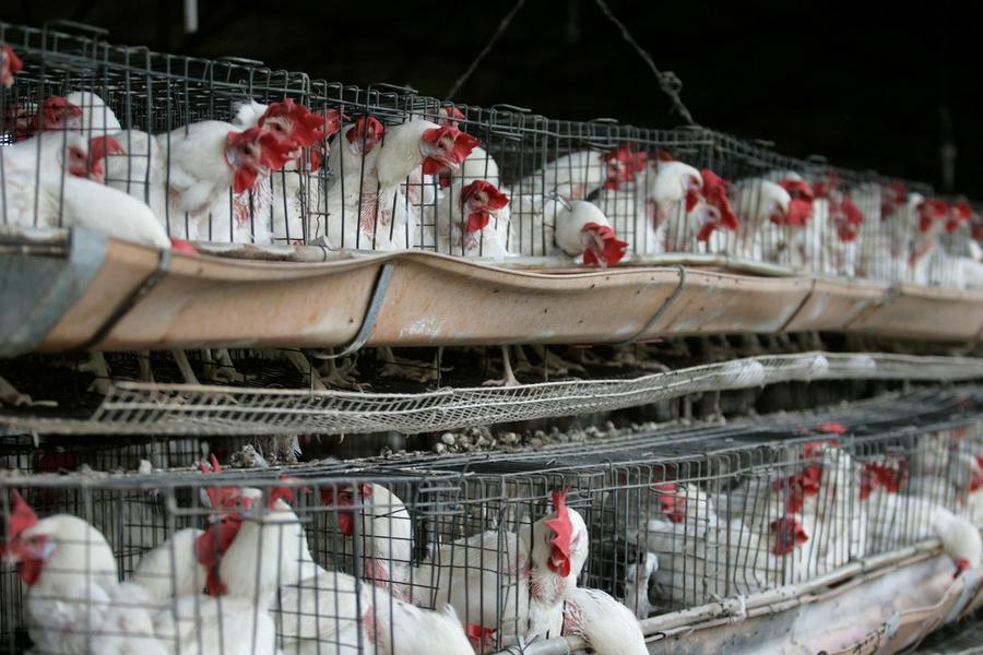 Brazil's BRF, HPDC sign deal to buy stake in Saudi poultry firm Addoha