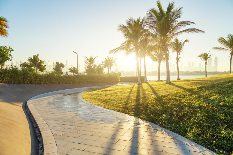 UAE: Expat plants hundreds of trees on street outside home; transforms ...