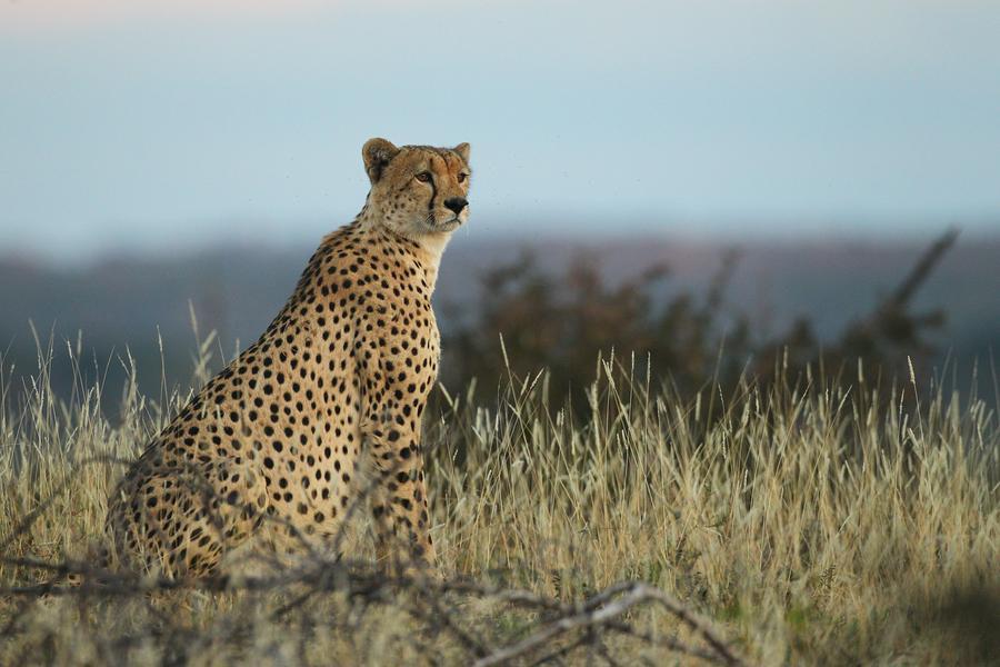Saudi Arabia launches cheetah breeding and resettlement program