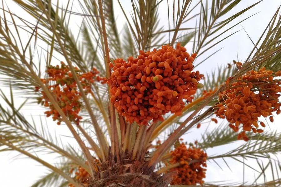 Explained: Cheapest, most expensive dates in UAE markets this Ramadan