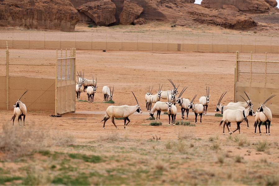 AlUla's Sharaan Resort breaks ground with sustainable vision for luxury ...