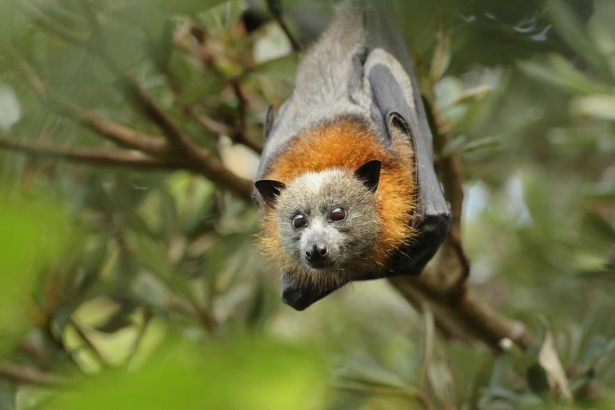 Green Planet Dubai features region’s first flying foxes