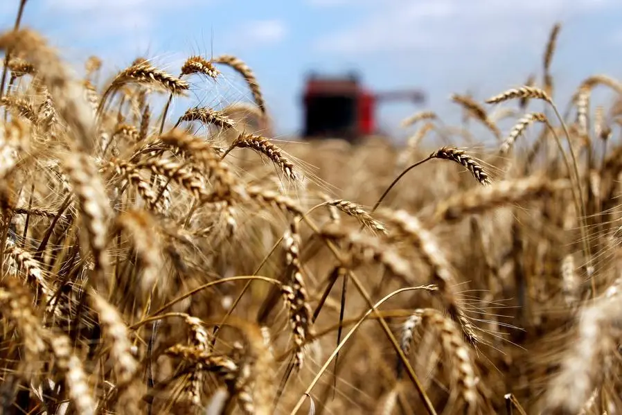 Saudi Arabia buys 1,353,000 tons of wheat in tender - GFSA