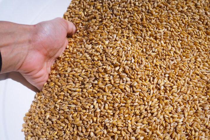 GRAINS-Chicago soybeans, corn rise as traders gauge US-Iran talks, weather