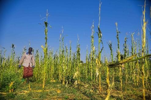 Agricultural experts chart a roadmap to boost crop yields in Eritrea ...