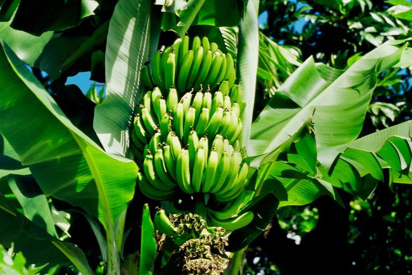 Saudi Arabia localizes banana seedling production to boost agriculture ...