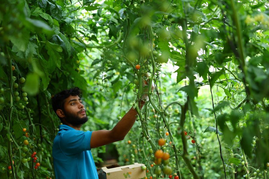 UAE launches new programme to boost agriculture sector