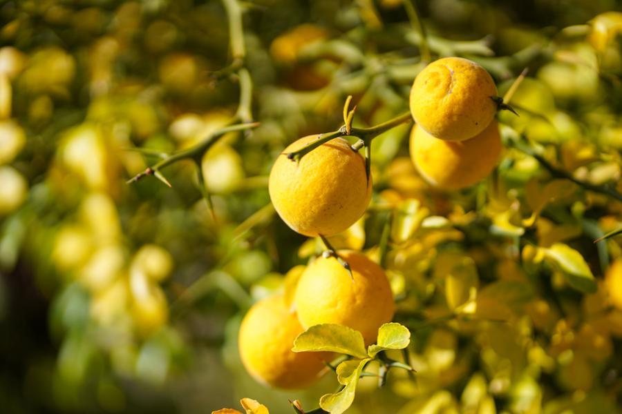 Saudi Arabia launches first phase of planting 49mln fruit and lemon trees