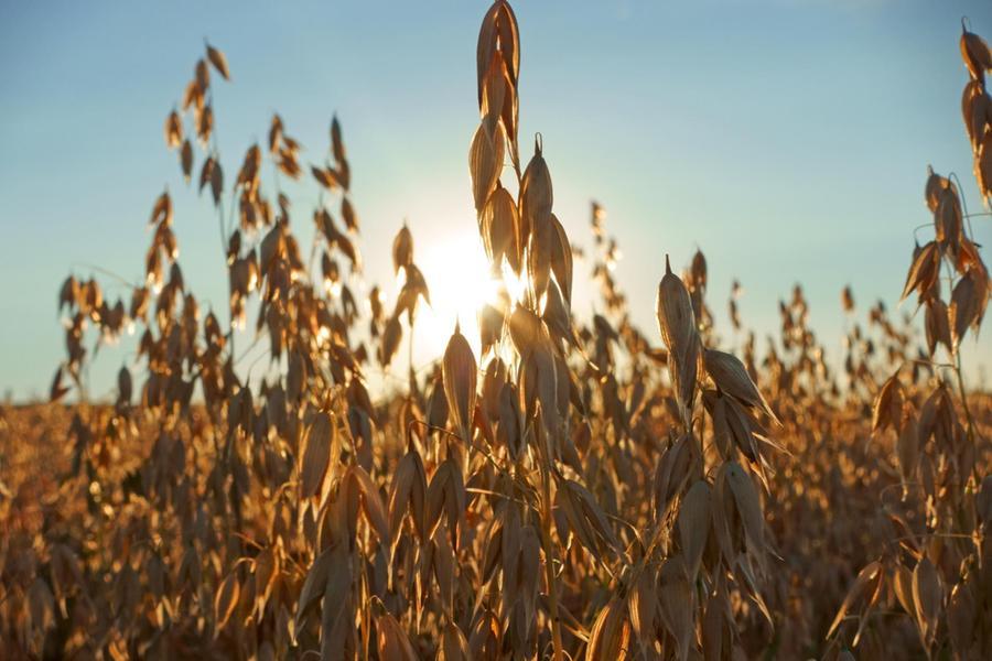 Zimbabwe expanding grain storage capacity